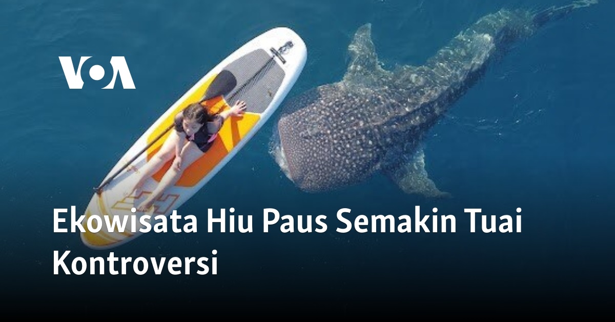 Ekowisata Hiu Paus Semakin Tuai Kontroversi