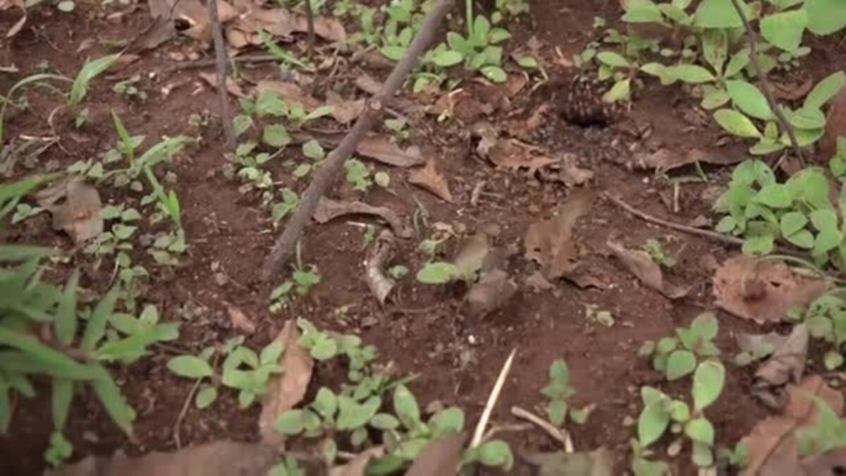 Inswa ziraribwa cane n'abantu b'i Makamba