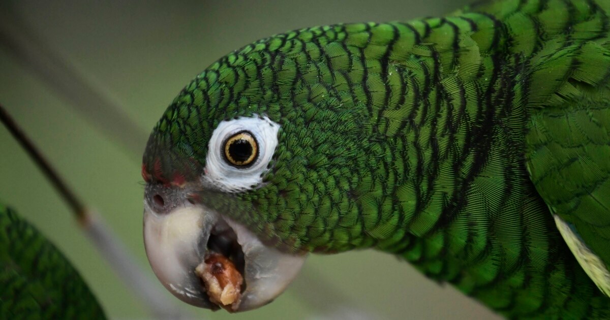 Scientists Work to Save Wild Puerto Rican Parrot After Maria