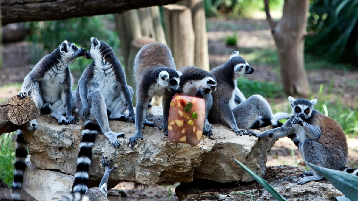 Scientists Sound Alarm Over Lemur Extinction Threat