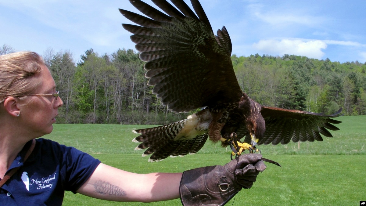 Tourists Experience the Ancient Sport of Falconry
