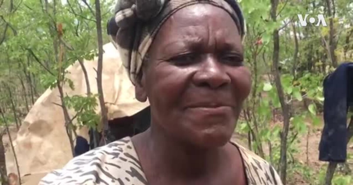 Magadalene Dube: We Are Facing Torrid Time in Harvesting Macimbi