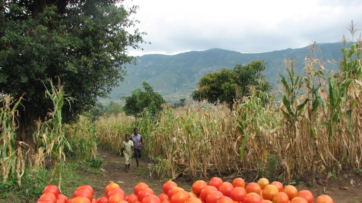 Farmer Invents New Way to Grow Crops
