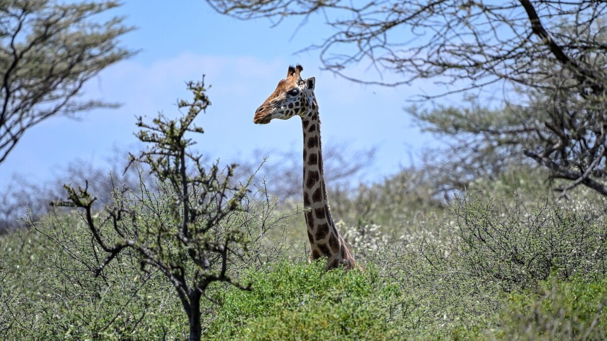 Kenya Using Mobile App to Help Track Animals