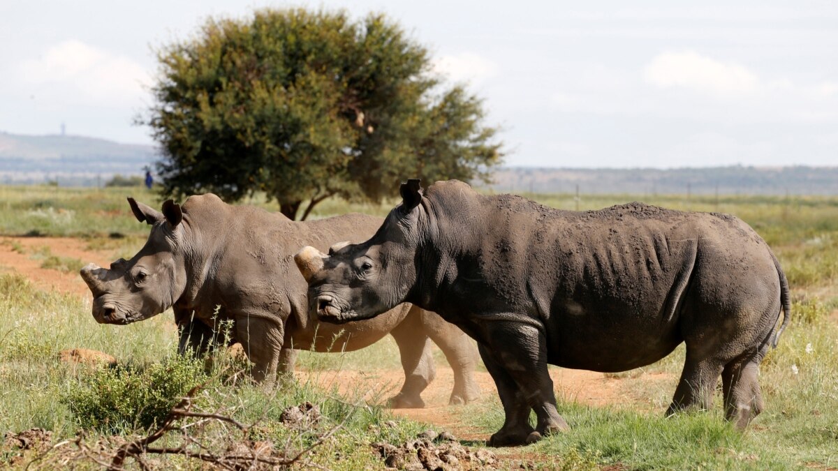 'Saving Species with Feces': Rhino Poo Aids Conservation Study