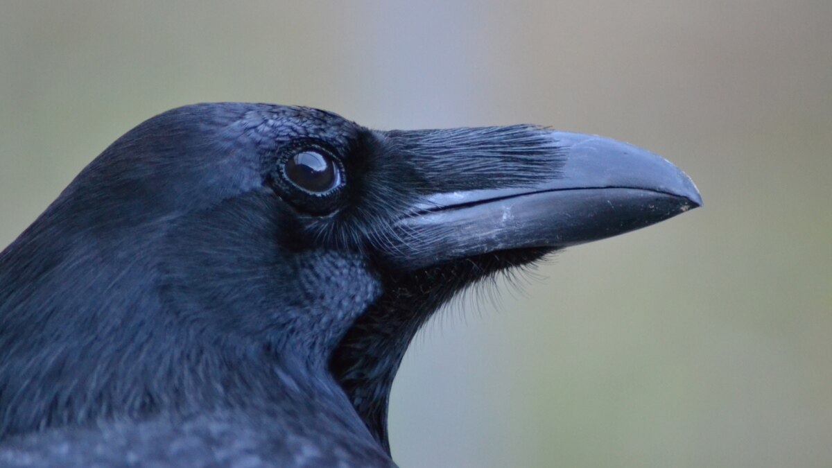 Study: Some Birds as Smart as Apes