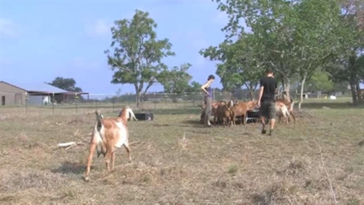 Texas Couple Becomes Goat-farming Entrepreneurs