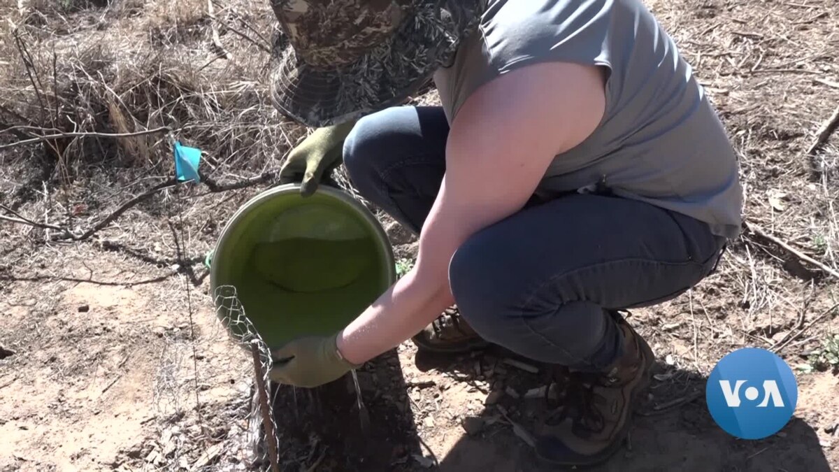 Scientific Studies Say Planting Trees Helps Mitigate Global Warming