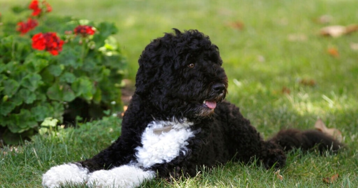 Obama Dog Bo, Once a White House Celebrity, Dies of Cancer