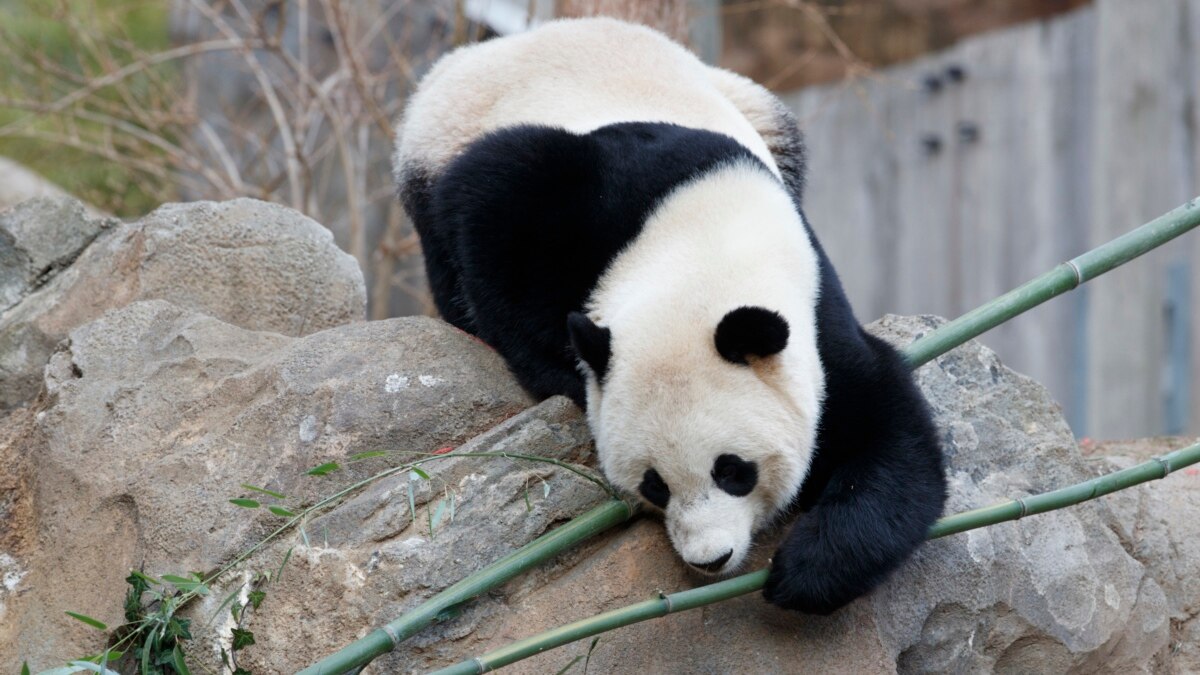 American Panda Cub Bao Bao Arrives in China