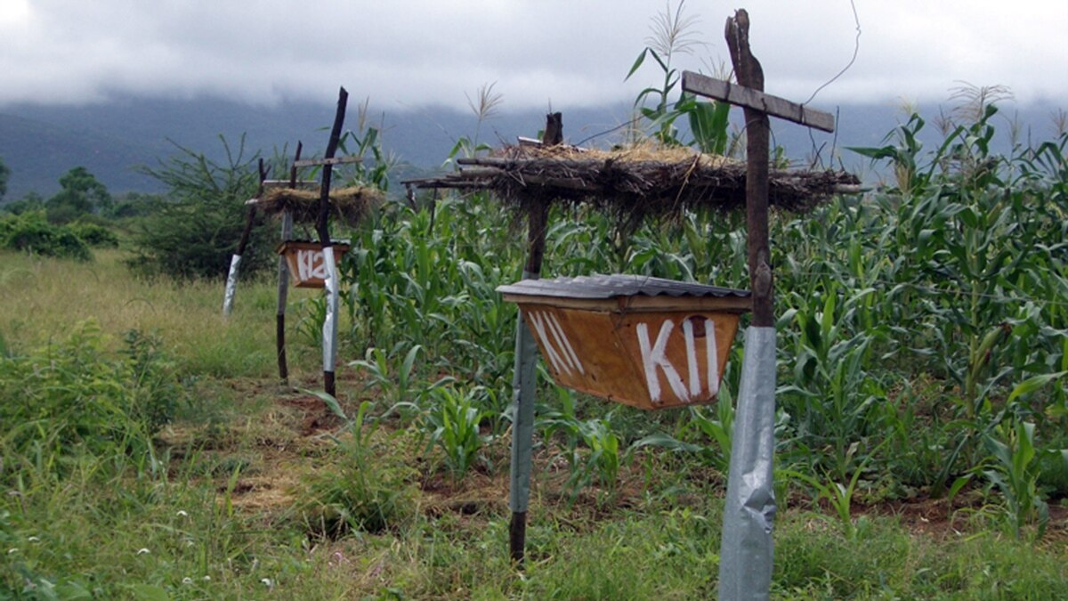Save the Elephants: Beehive Fences Help Protect Small-scale Farms from ...