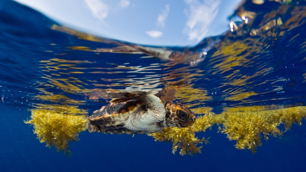 Unfolding Mystery of Sea Turtles' ‘Lost Years’