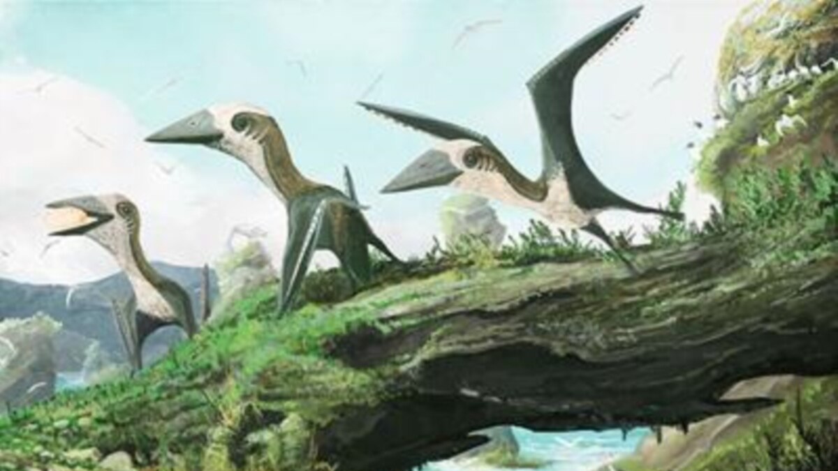Tiny, Winged Dinosaur Was Size of a Cat