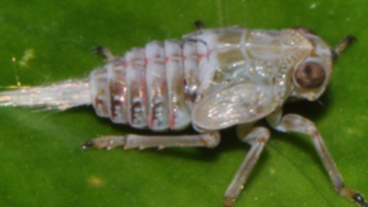 Insect Boasts 'Mechanical Gears'