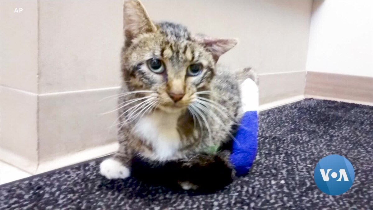 Wisconsin Cat Gets New Prosthetic Legs