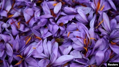 National Flower Of Greece Violet | Best Flower Site