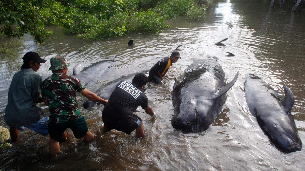 Dozens of Whales Stranded in Indonesia's Java Island, 10 Die