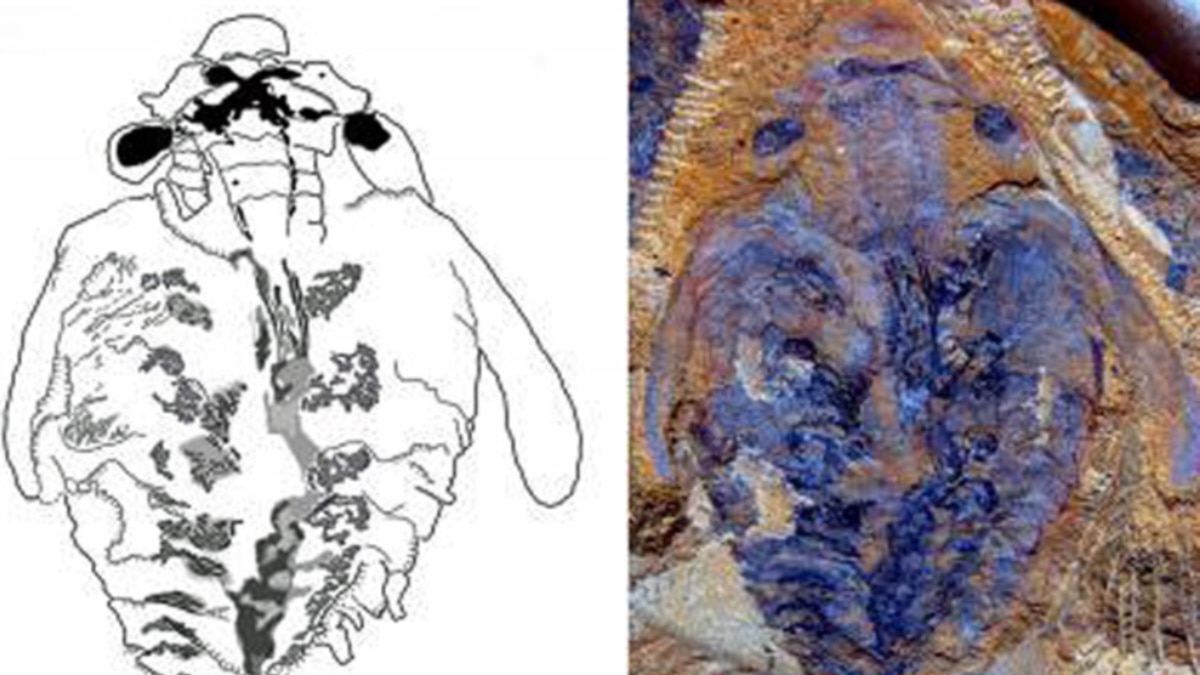 Fossils Show Odd Sea Creature's Half-Billion-Year-Old Brain