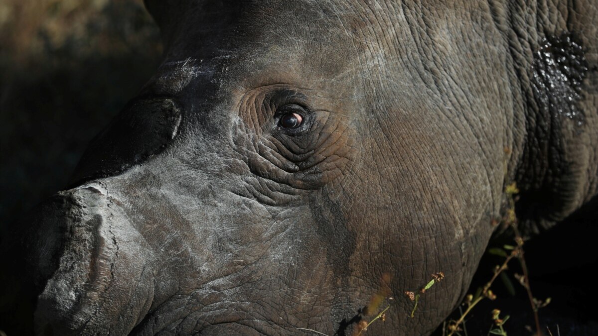 Rhino Poachers Return After South Africa Eases Pandemic Restrictions Rhino Poachers Return After South Africa Eases Pandemic Restrictions