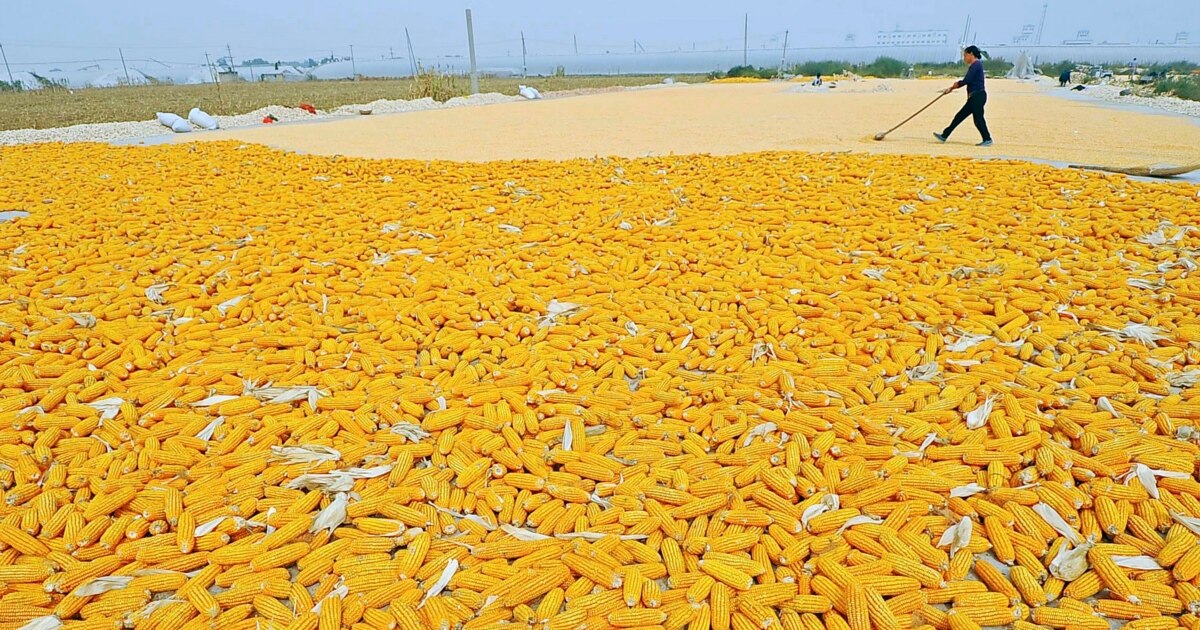 China Rejects More US Corn Amid Trade Tensions