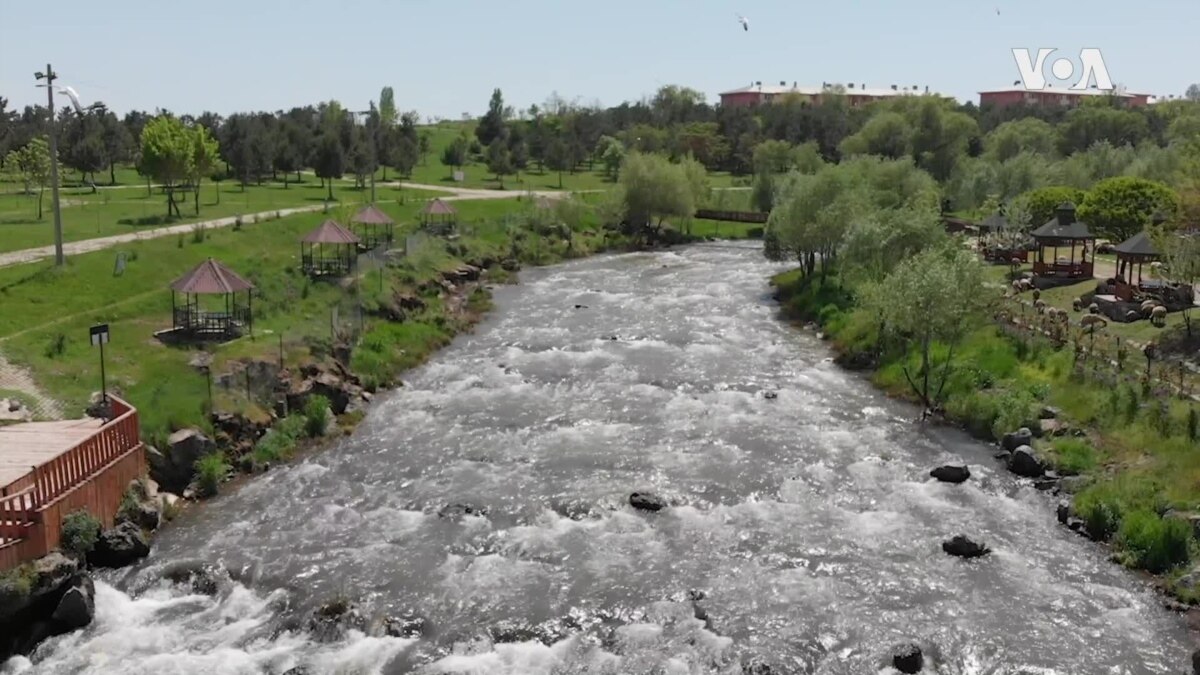 Pearl Mullet Van Fish USAGM