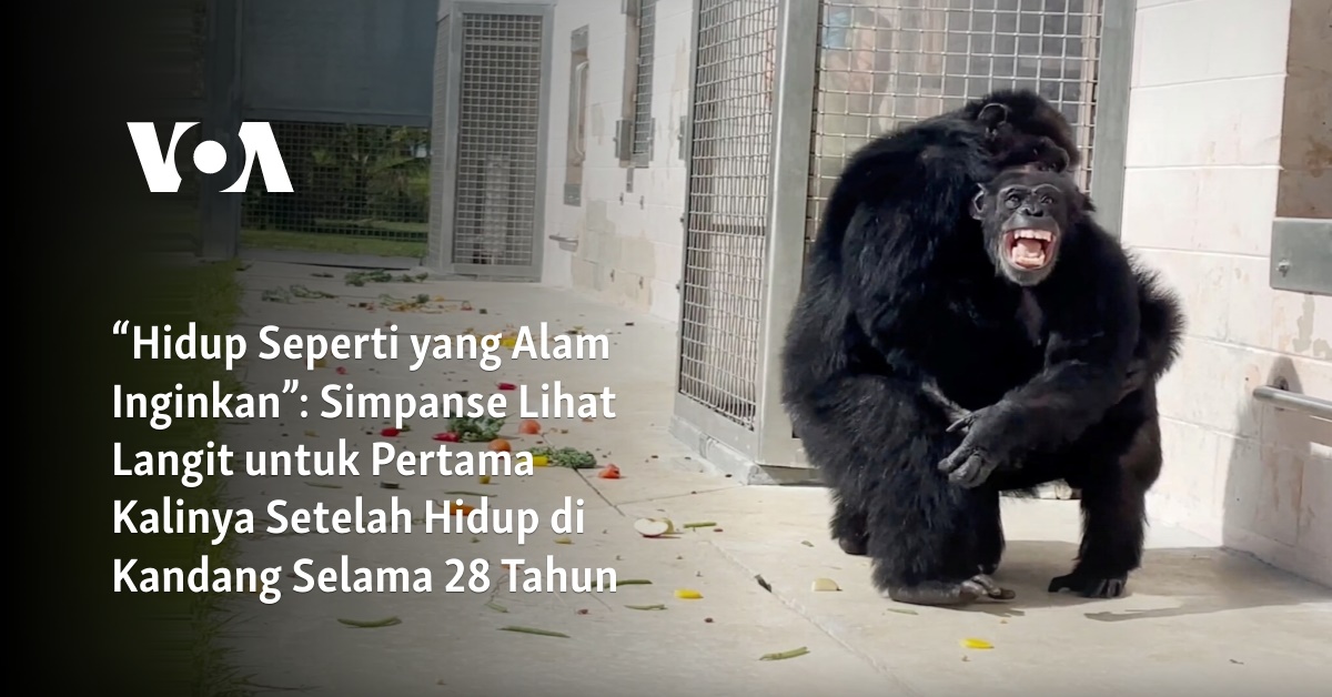 “Hidup Seperti yang Alam Inginkan”: Simpanse Lihat Langit untuk Pertama Kalinya Setelah Hidup di ...