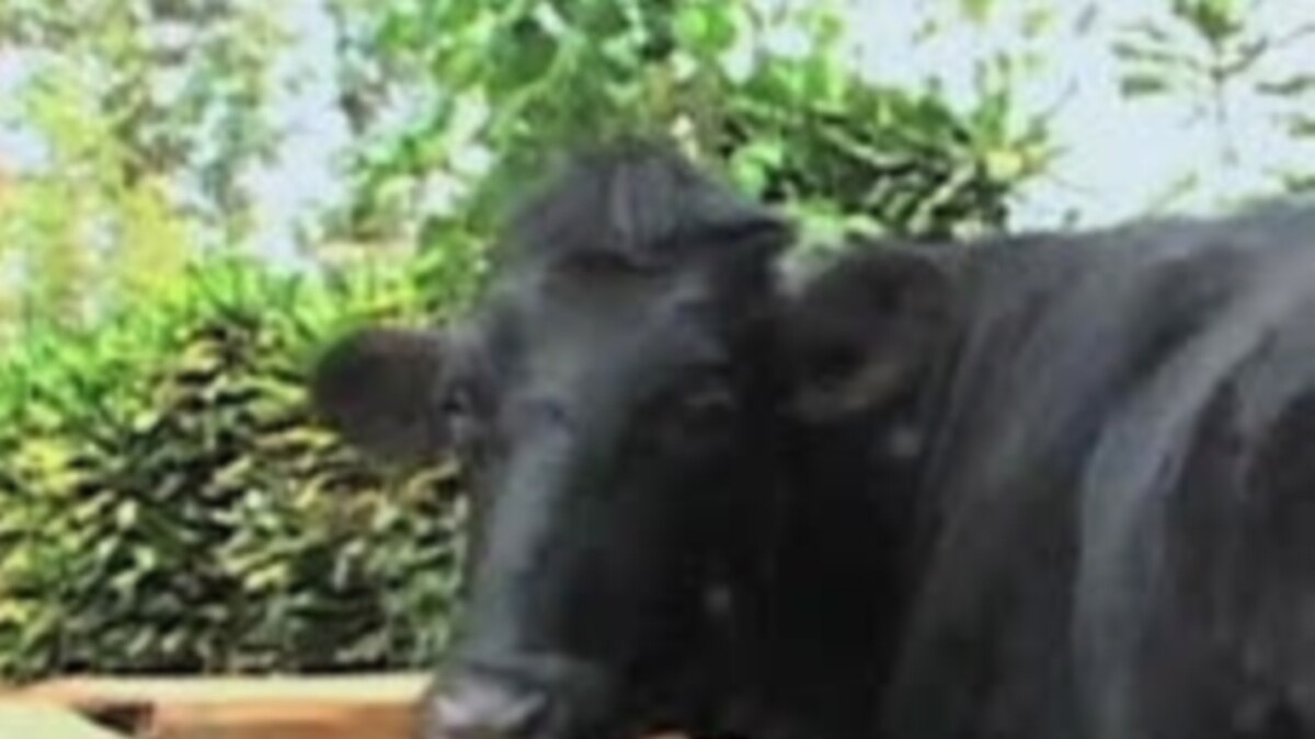 Kenyan Cattle Farmers Benefit from Mobile Service iCow
