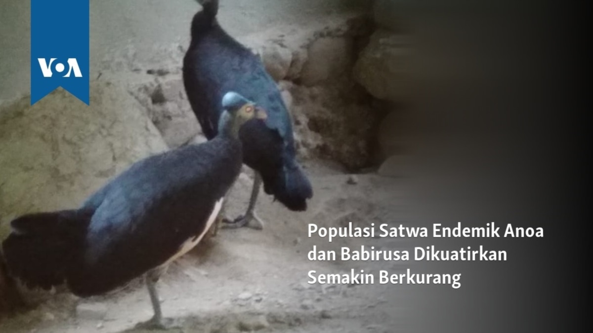 Populasi Satwa Endemik Anoa dan Babirusa Dikuatirkan Semakin Berkurang