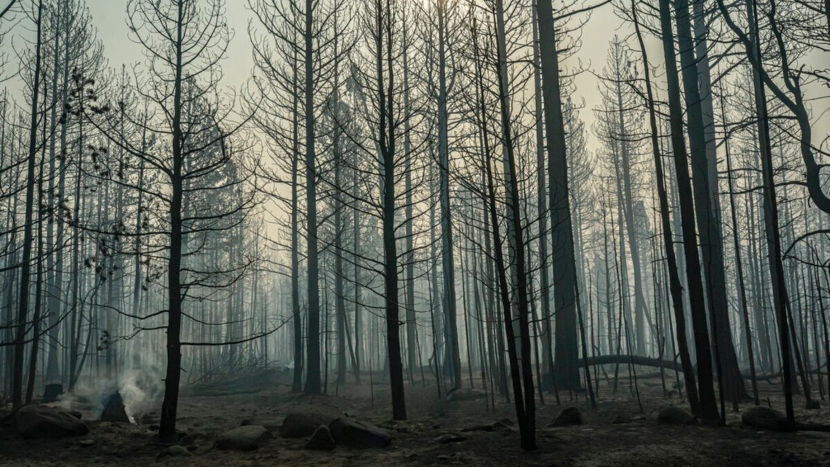 Impact of Forest Thinning on Wildfires Creates Dissent
