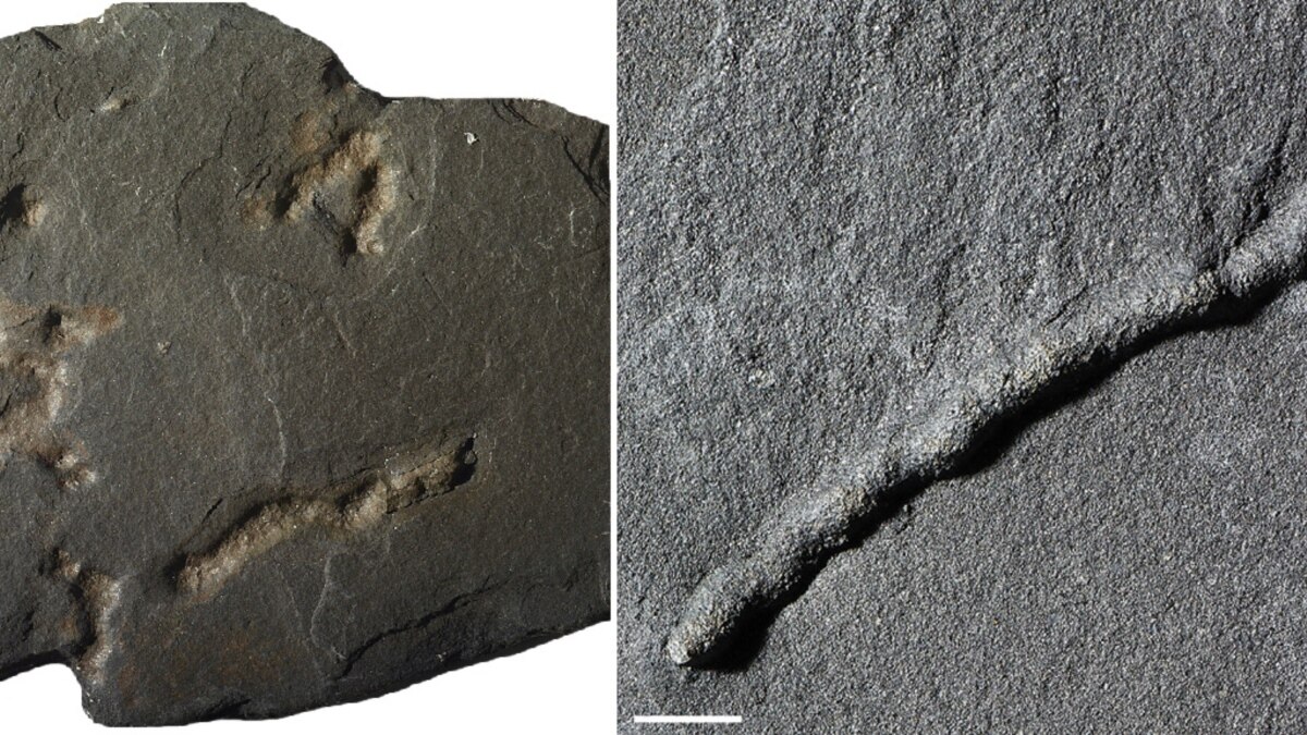 Earth's Earliest Mobile Organisms Lived 2.1 Billion Years Ago