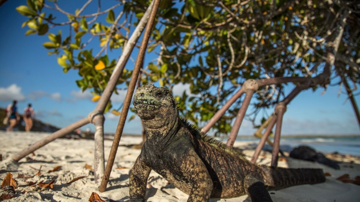 Iguana Merah Muda Galapagos Terancam Punah