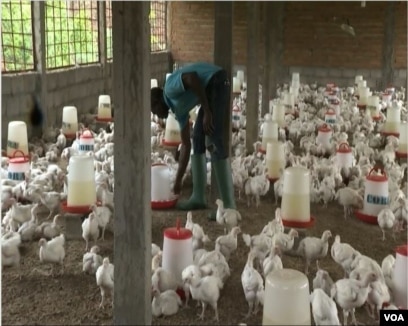 What is a poultry farm - mzaersole
