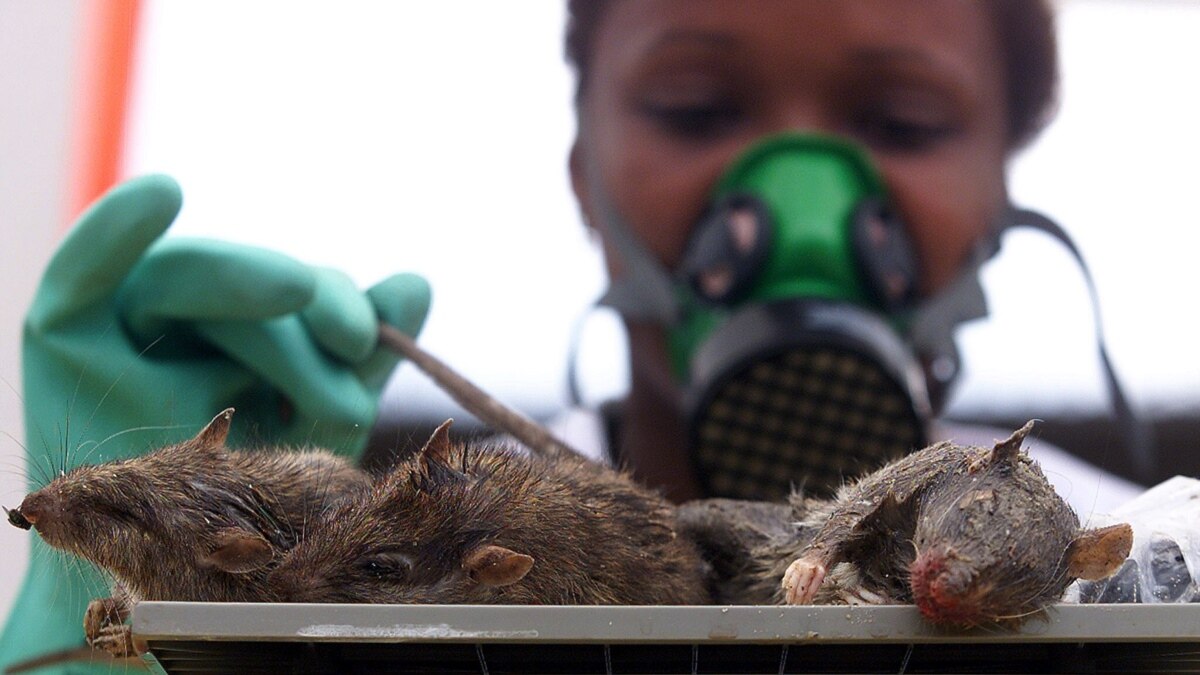 Zambia’s Health Minister Visits Site of Viral Video of Rats in Hospital ...