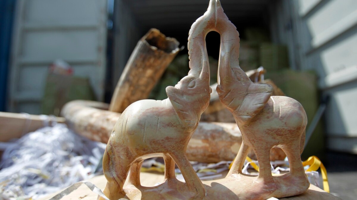 Illegal Ivory Trade Funds Rebels in Central Africa