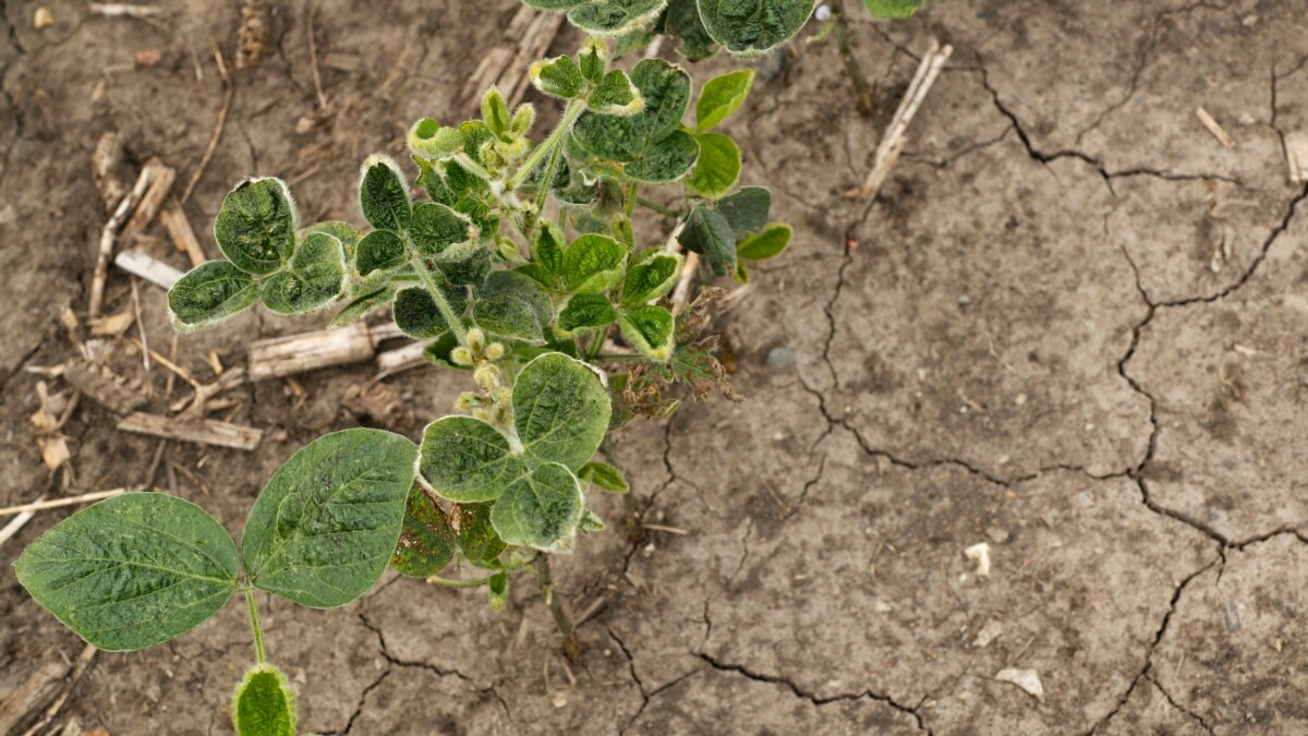 Worsening Drought Conditions in Parts of US Stressing Crops