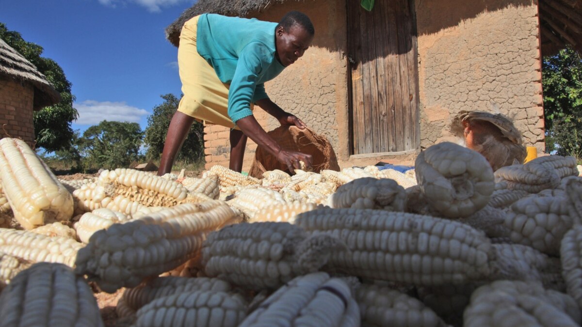 Zimbabwe Boosts Grain Production With No Till Farming