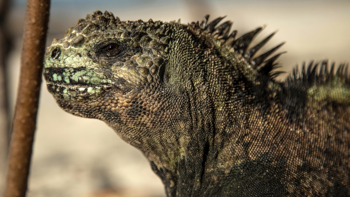 Iguanas Reintroduced to Santiago Island in Galapagos