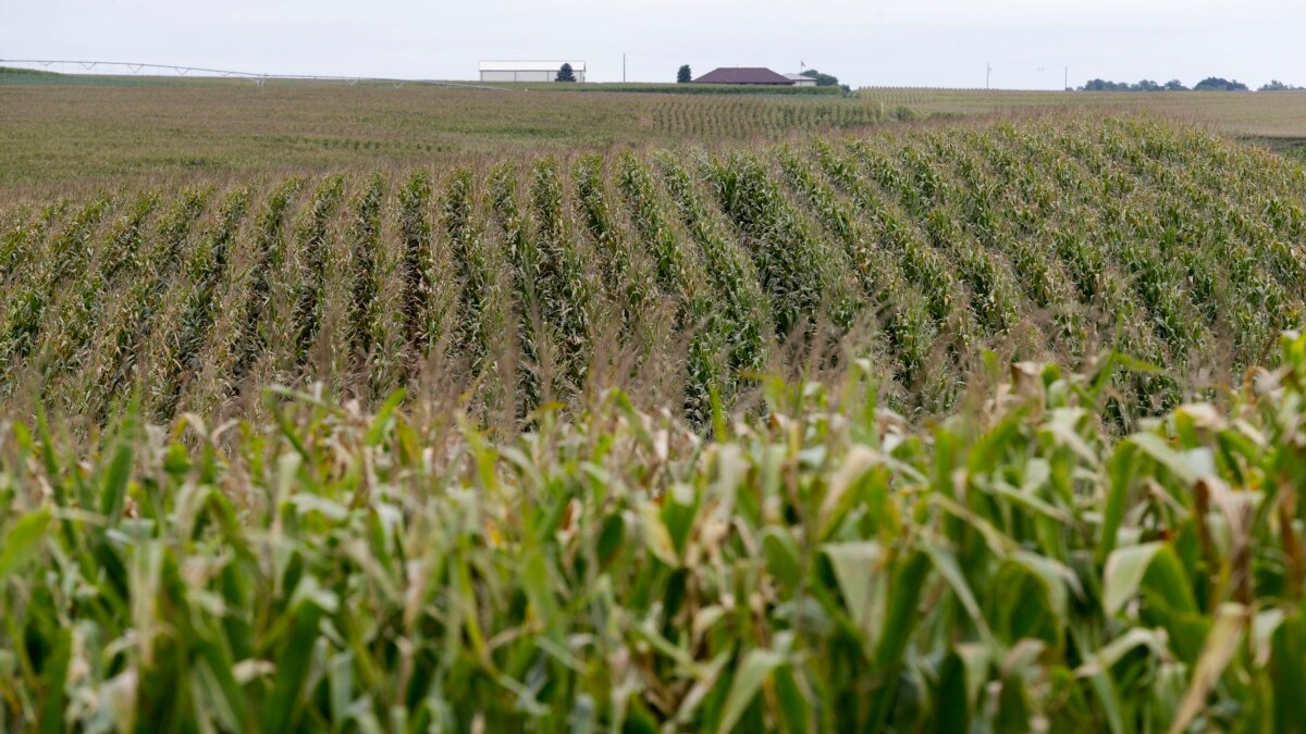 Chinese Man Pleads Guilty to Seed Corn Theft Conspiracy in Iowa
