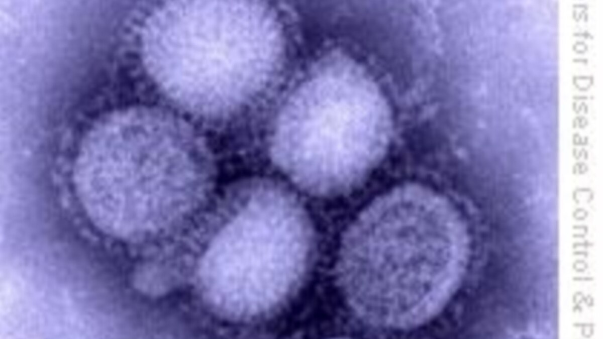 Frog Substance Shown to Kill Human Flu Viruses