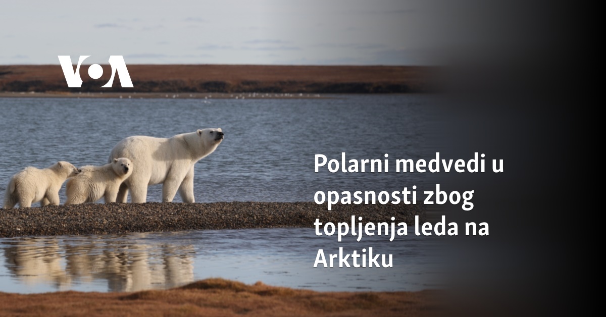 Polarni medvedi u opasnosti zbog topljenja leda na Arktiku