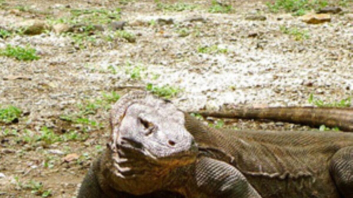 Indonesia Markets Rare Lizard as Tourist Draw