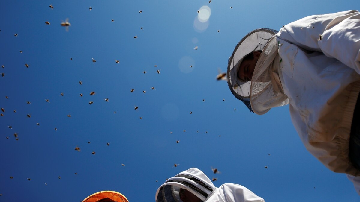Years-long Drought Threatens Honey Bees in Chile