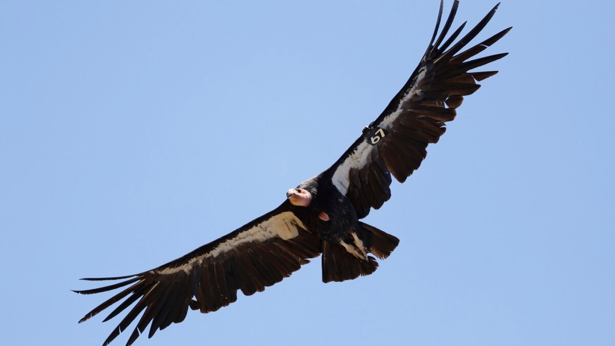 Study Finds Female California Condors Can Reproduce without a Male