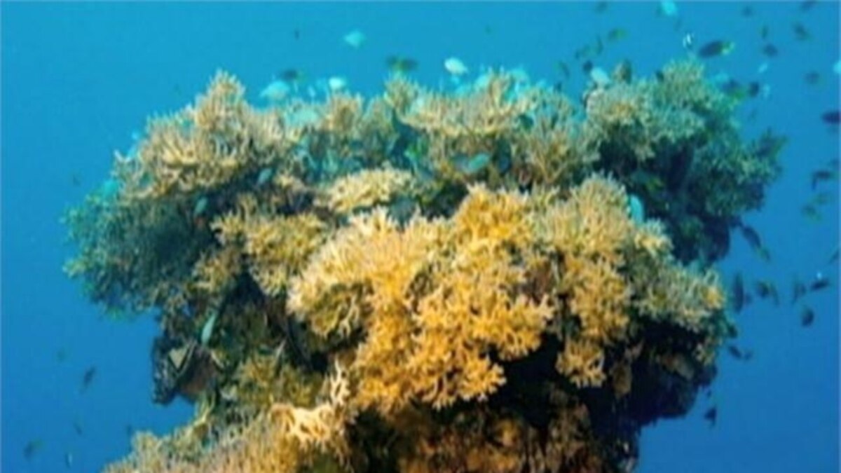 Film Explores Decline of Coral Reefs