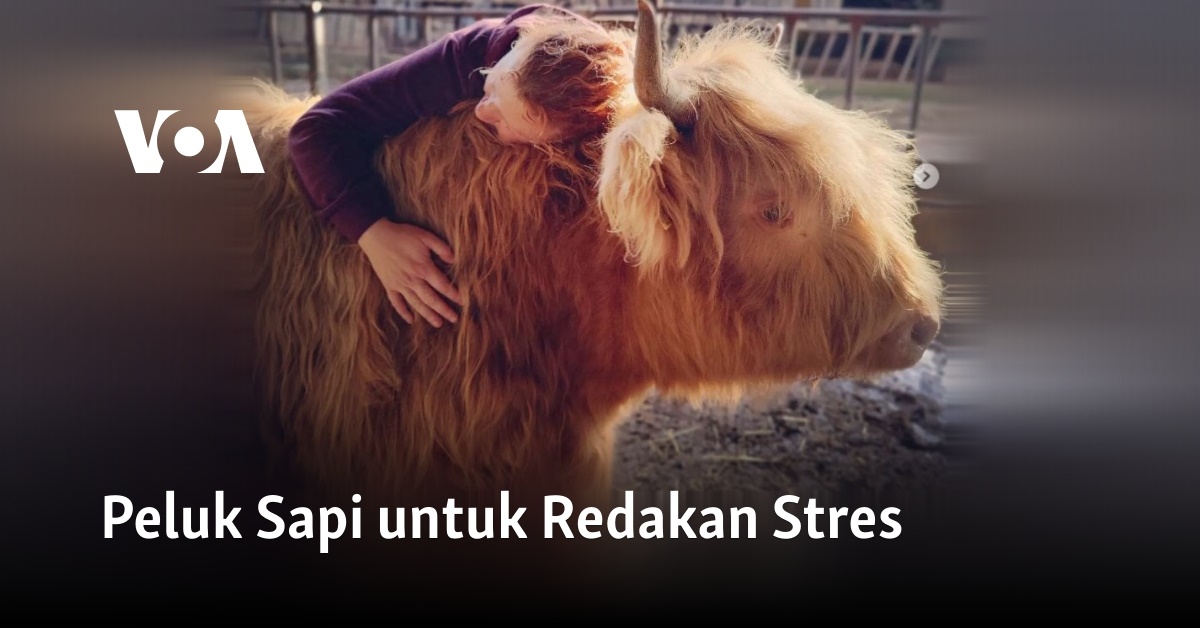 Peluk Sapi untuk Redakan Stres