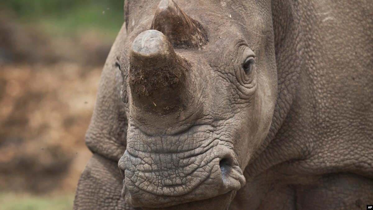 Conservationists Try to Save Rare Rhino Conservationists Try to Save Rare Rhino