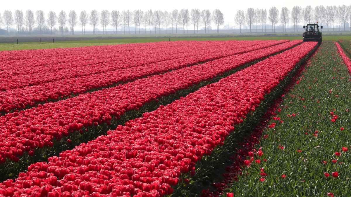 Dutch Tulip Forecast: Brilliant, With a Chance of Tourists