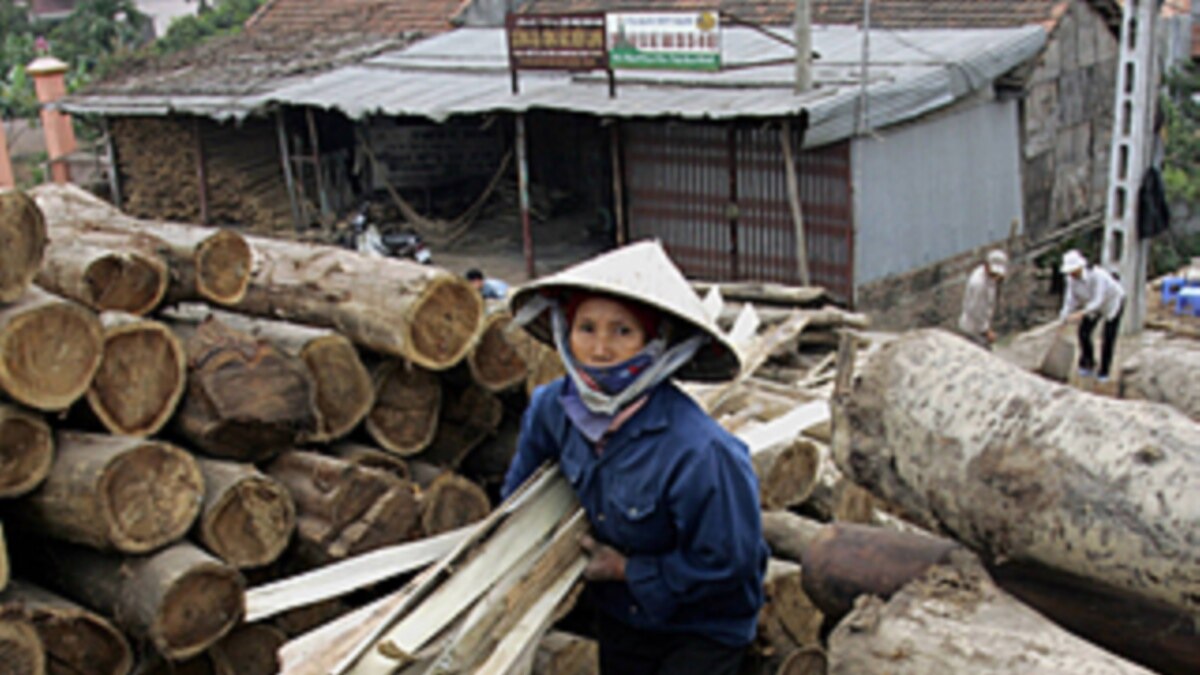 Environmental Group Links Vietnam's Military to Laos Timber Smuggling
