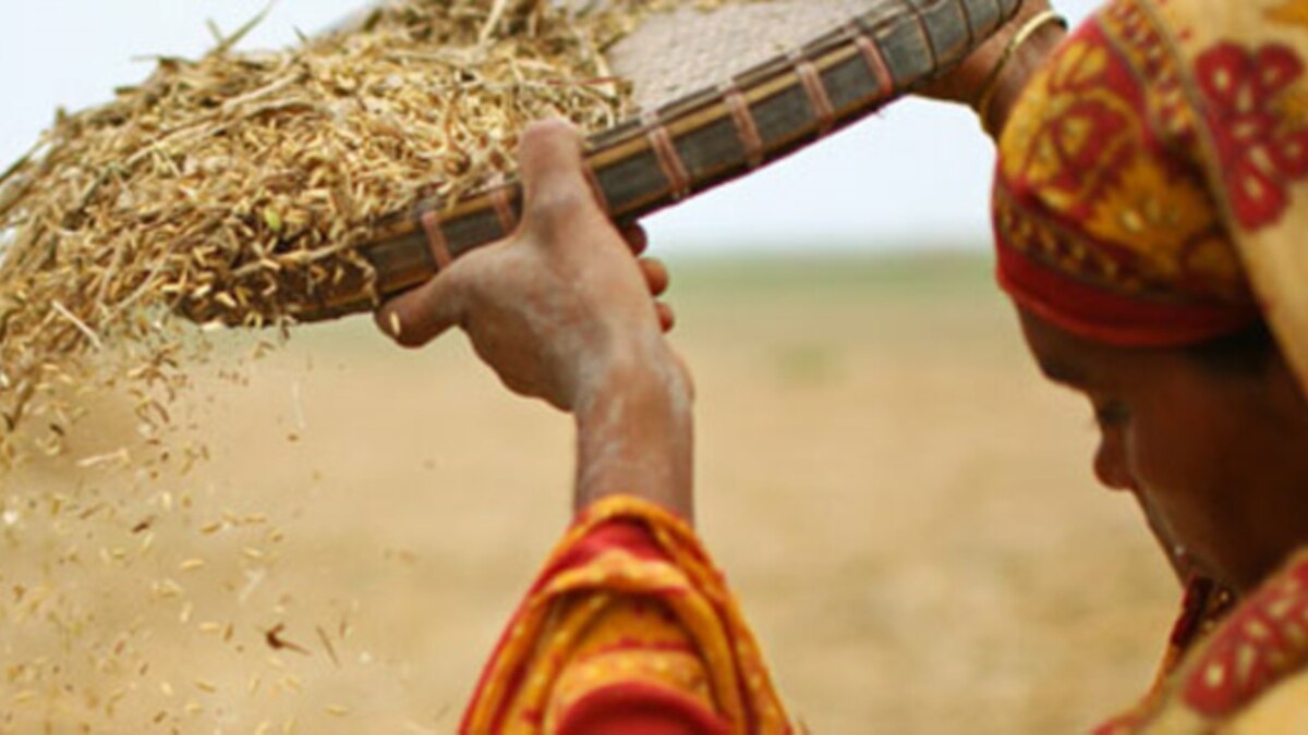 Crops of the Past Make a Comeback