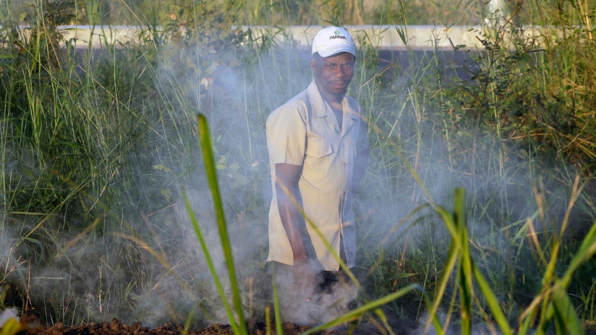 Charcoal Trade Is Destroying Africa’s Forest Cover